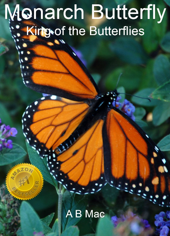 Monarch Butterfly King of the Butterflies (Amazing Facts About Insects ...